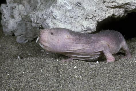 Datos Extra Os De La Rata Topo Desnuda Heterocephalus Glaber