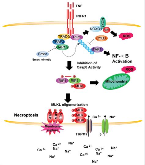 Overview Of The Execution Of RIP3 Dependent Necrosis Binding Of Tumor