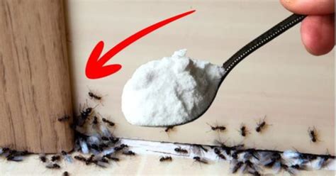 Dernières méthodes pour éliminer les fourmis dans votre maison