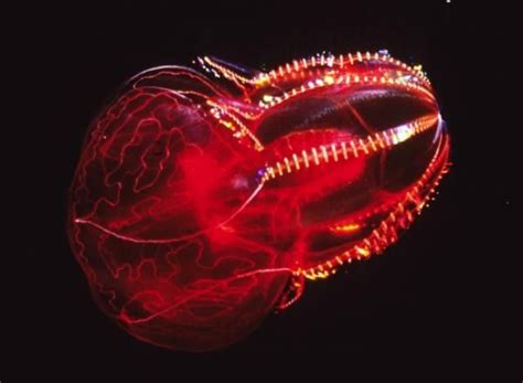 Fotos Espantosas De Seres Alien Genas Que Habitam Os Oceanos