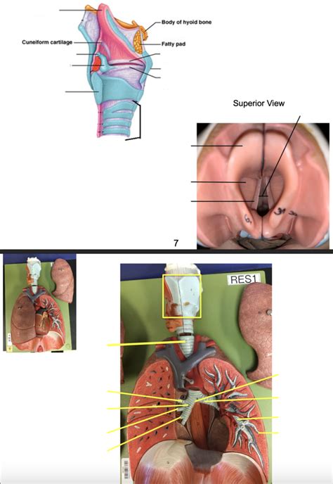 Respiratory System Lab Part 1 Pg 7 8 Diagram Quizlet