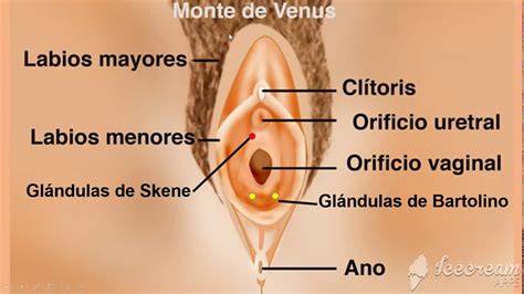 Funci N De Los Labios Mayores En El Sistema Reproductor Femenino