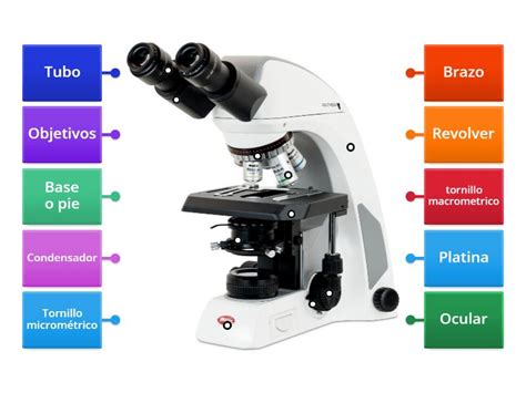Partes Del Microscopio Diagrama Con Etiquetas