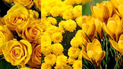 Por qué se regalan flores amarillas el 21 de marzo y cuál es su