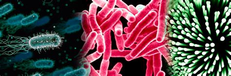 Enfermedades Causadas Por Bacterias Tipos Sintomas Y Tratamiento