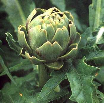 Las Plantas Y Sus Usos Alcachofa O Alcaucil