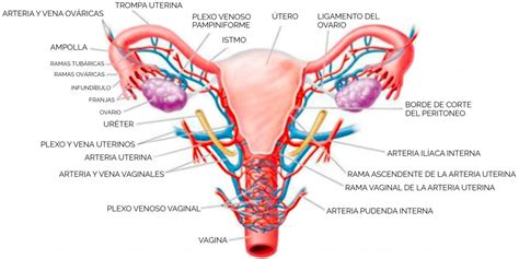 Unidad didáctica 11 Los aparatos reproductores Licenciatura en
