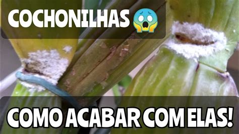 RECEITA RÁPIDA PARA COMBATER COCHONILHAS NAS ORQUÍDEAS YouTube