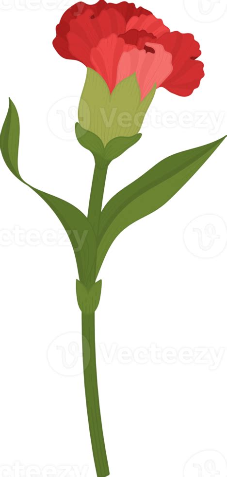 Free ilustración de dibujado a mano de flor de clavel rojo 9842476 PNG