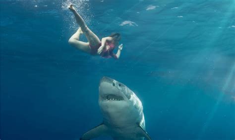 Here S Why Great White Sharks Are The Most Aggressive Sharks In The