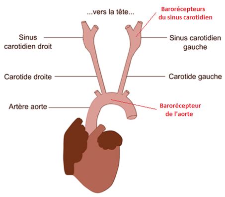 La boucle de régulation de la pression artérielle Site de cours de