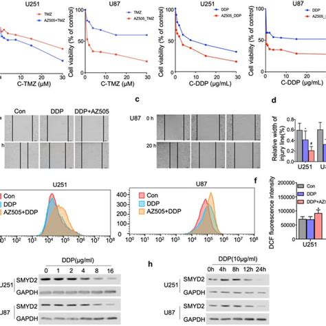 SMYD2 Inhibition Suppresses Cell Proliferation And Promotes Cell