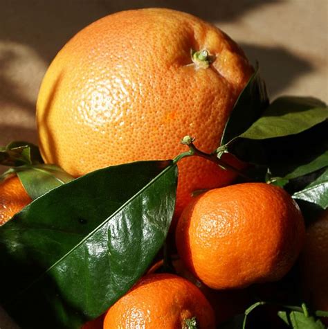Free Images Fruit Produce Tangerine Calabaza Kumquat Clementine