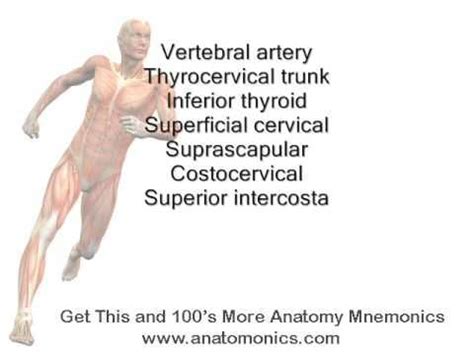Subclavian Artery Branches Mnemonic Subclavian Artery Carotid Artery