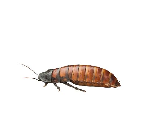 Insect Bug Transparent Background Png Play