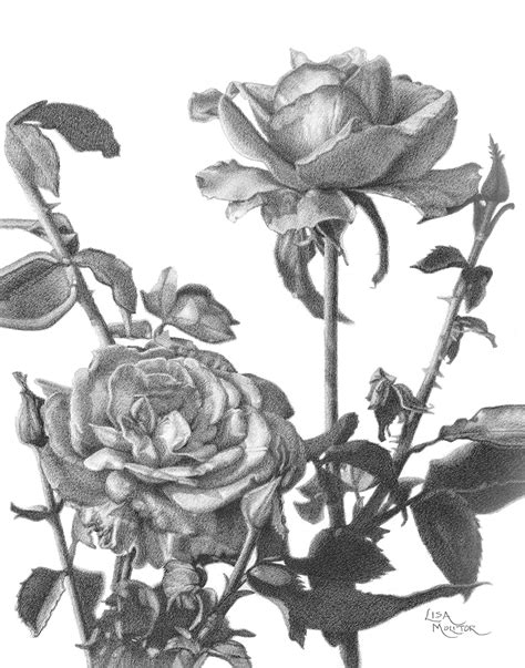 Como Dibujar Una Rosa Realista A Lapiz