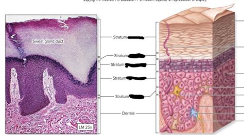 Anatomy Integumentary System Part II Diagram Quizlet