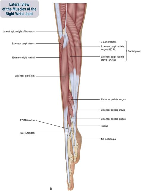 Superficial Muscles Of Forearm By Asklepios Medical Atlas Lupon Gov Ph