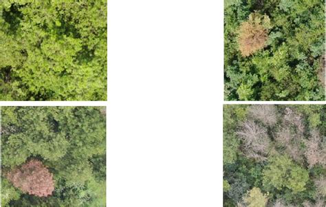 figure 1 from an improved yolov5 based network on pine wilt disease detection using uav image