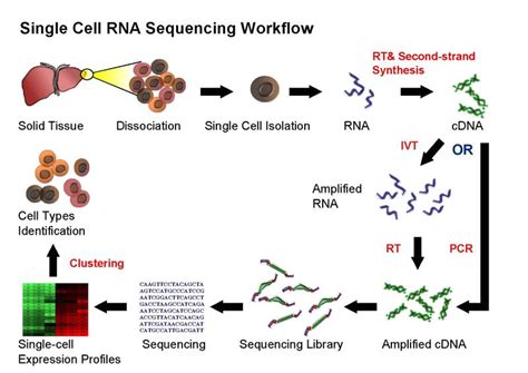 analysis of single cell rna seq data 2018 bioinfosummer workshop