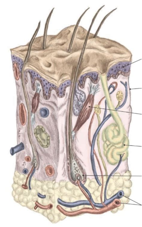 Labeling Skin Diagram Quizlet