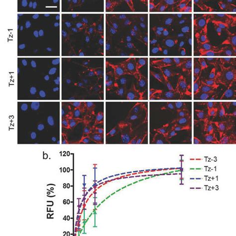 Click Reaction Between Tz Fluorophores And Tco Modified Cells In Vitro