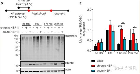 SUMOylation和HSF1调节的Chaperone网络汇聚以促进蛋白质稳态以应对热休克 知乎