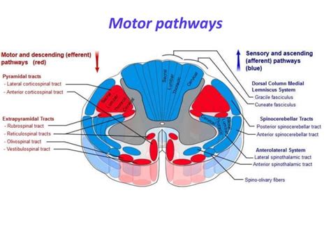 Sensory And Motor Pathways PPT