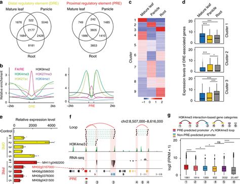 Epigenetic Characteristics Of Open Chromatin Region And Enhancer Like