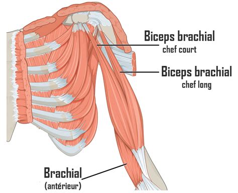 Muscle Biceps Brachial