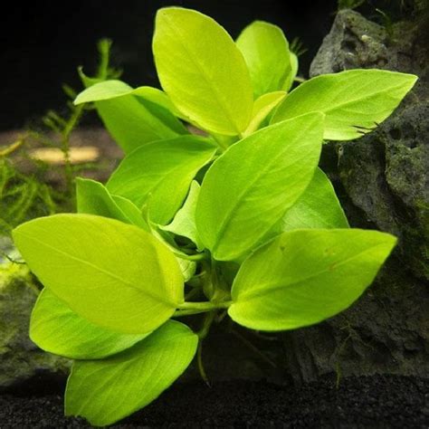 Anubias barteri var nana Golden Flora Aquática