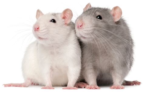 Collection Of Png Mice Pluspng