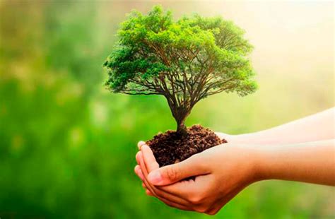 Dicas Importantes Para Preservar O Meio Ambiente Prefeitura