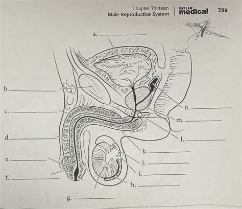 Midsagital Section Of Pelvis Cross Section Of P Nis And Seminiferous
