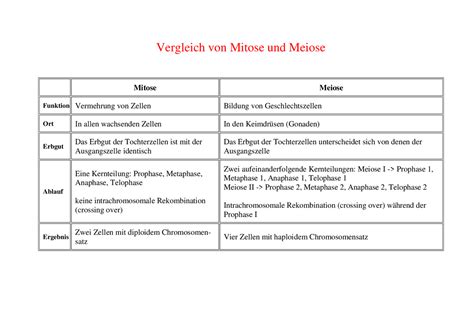 Vergleich Von Mitose Und Meiose