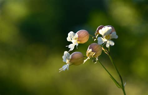 Free Images Nature Grass Branch Blossom White Meadow Sunlight