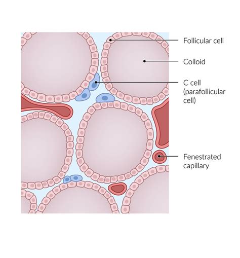 Parafollicular Cells