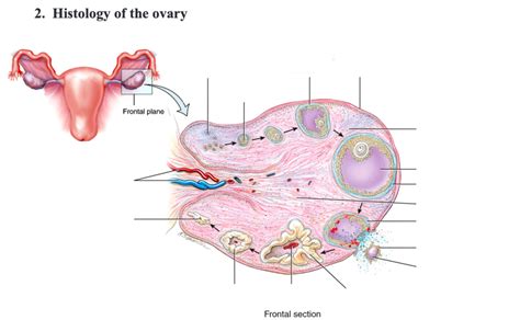 Histology Of The Ovary Diagram Quizlet