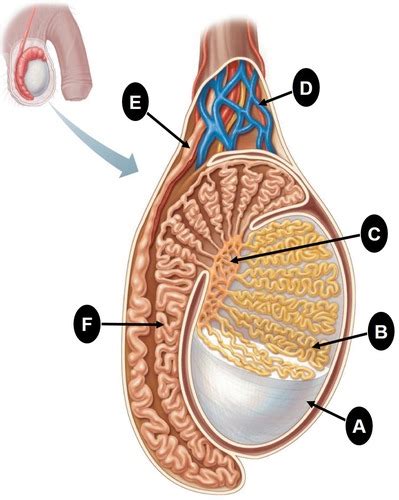 Reproductive Flashcards Quizlet