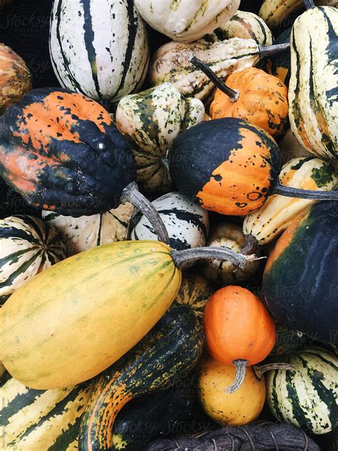 Assorted Autumn Gourds And Squashes On Display By Stocksy Contributor