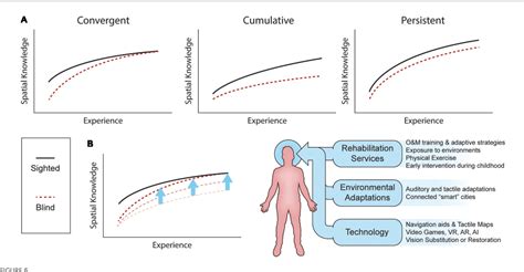 figure 1 from neural substrates of spatial processing and navigation in blindness an activation