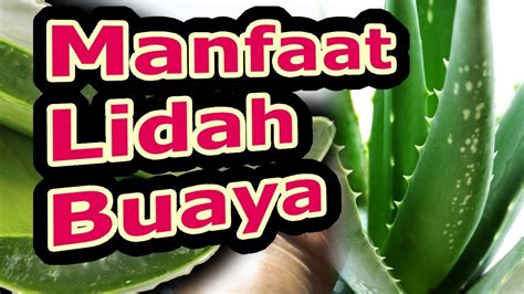 Fungsi Lidah Buaya Newstempo