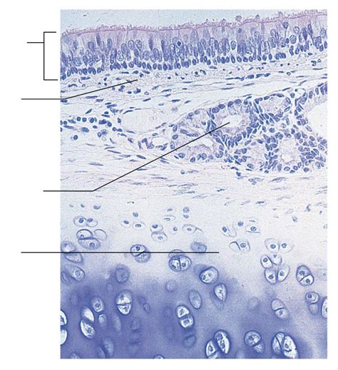 Figure B Tissue Composition Of The Tracheal Wall Diagram Quizlet