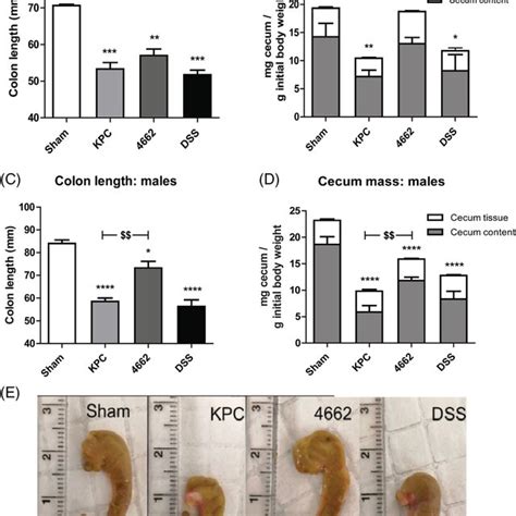 Colon Length Cecum Mass Change And Gross Appearance Of The Cecum In