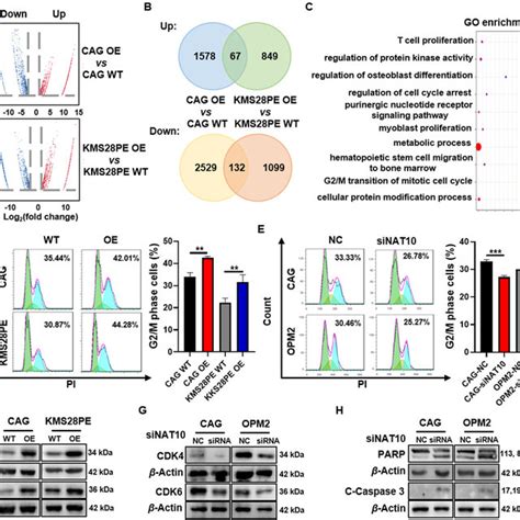 NAT10 Regulates Cycle Distribution And Promotes Cellular Proliferation