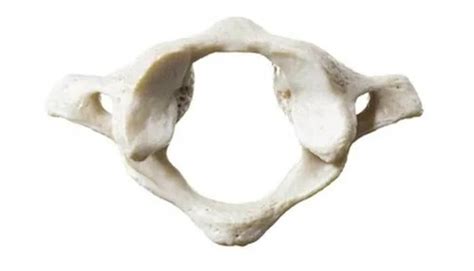 Study Notes Ribs And Bones Of The Vertebrae Flashcards Quizlet