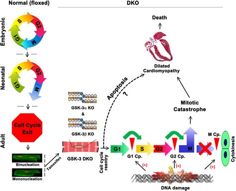 Schematic Representation Of The Effects Of Glycogen Synthase Kinase 3