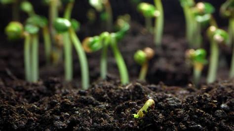 Seed Growing Time Lapse Stock Video Footage For Free Download