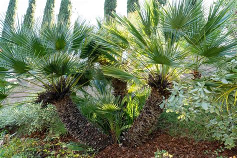 Cómo cultivar y cuidar la palmera abanico europea BestHome365