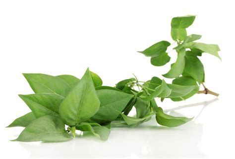 Rama Con Hojas Verdes Aisladas En Blanco Foto Premium